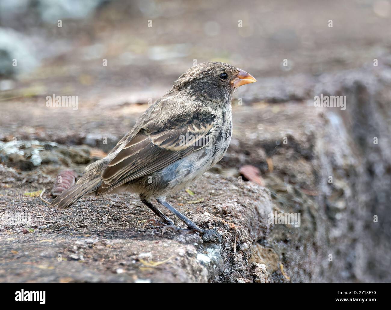 Small ground finch, Géospize fuligineux, Geospiza fuliginosa, kis ...