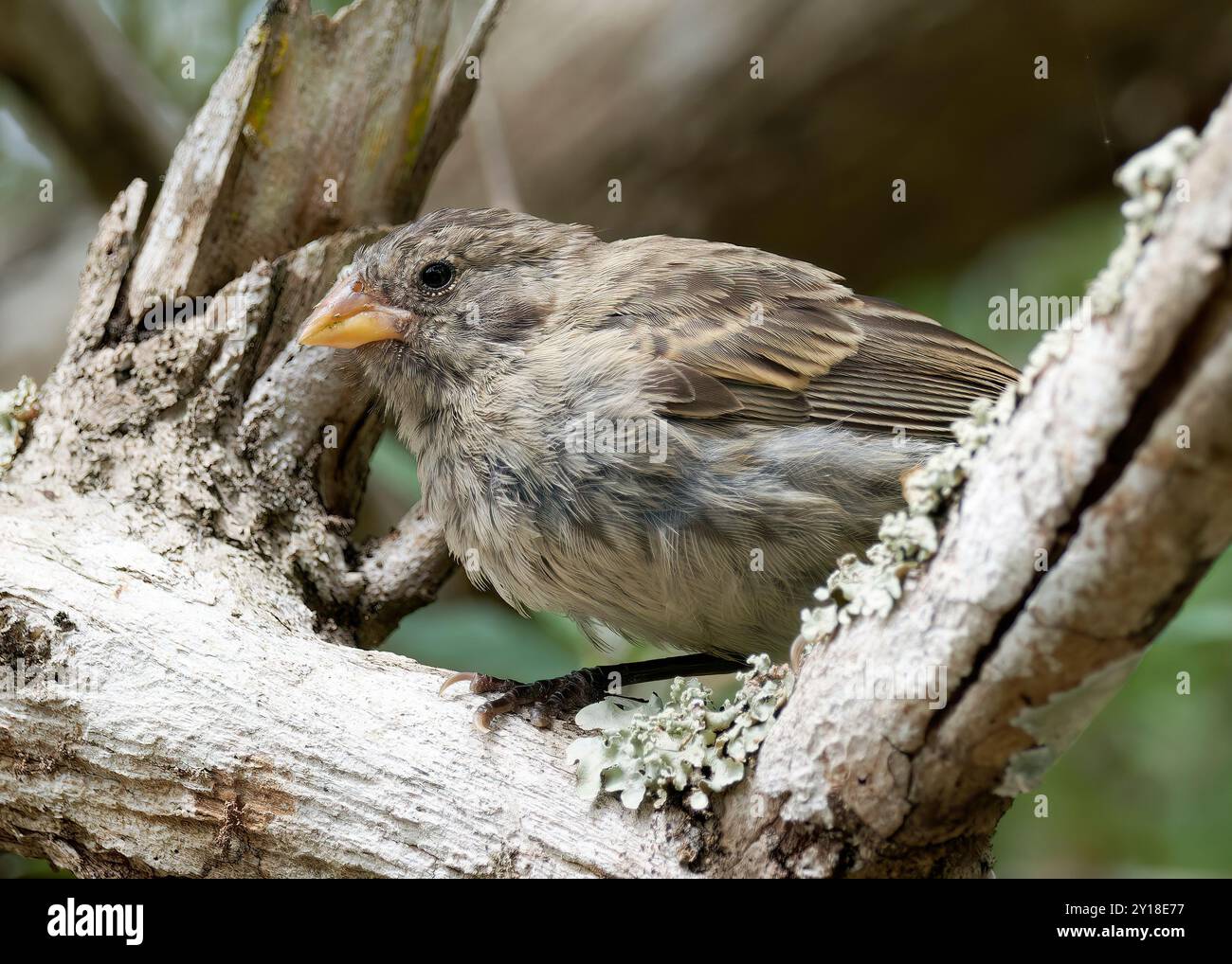 Small ground finch, Géospize fuligineux, Geospiza fuliginosa, kis ...