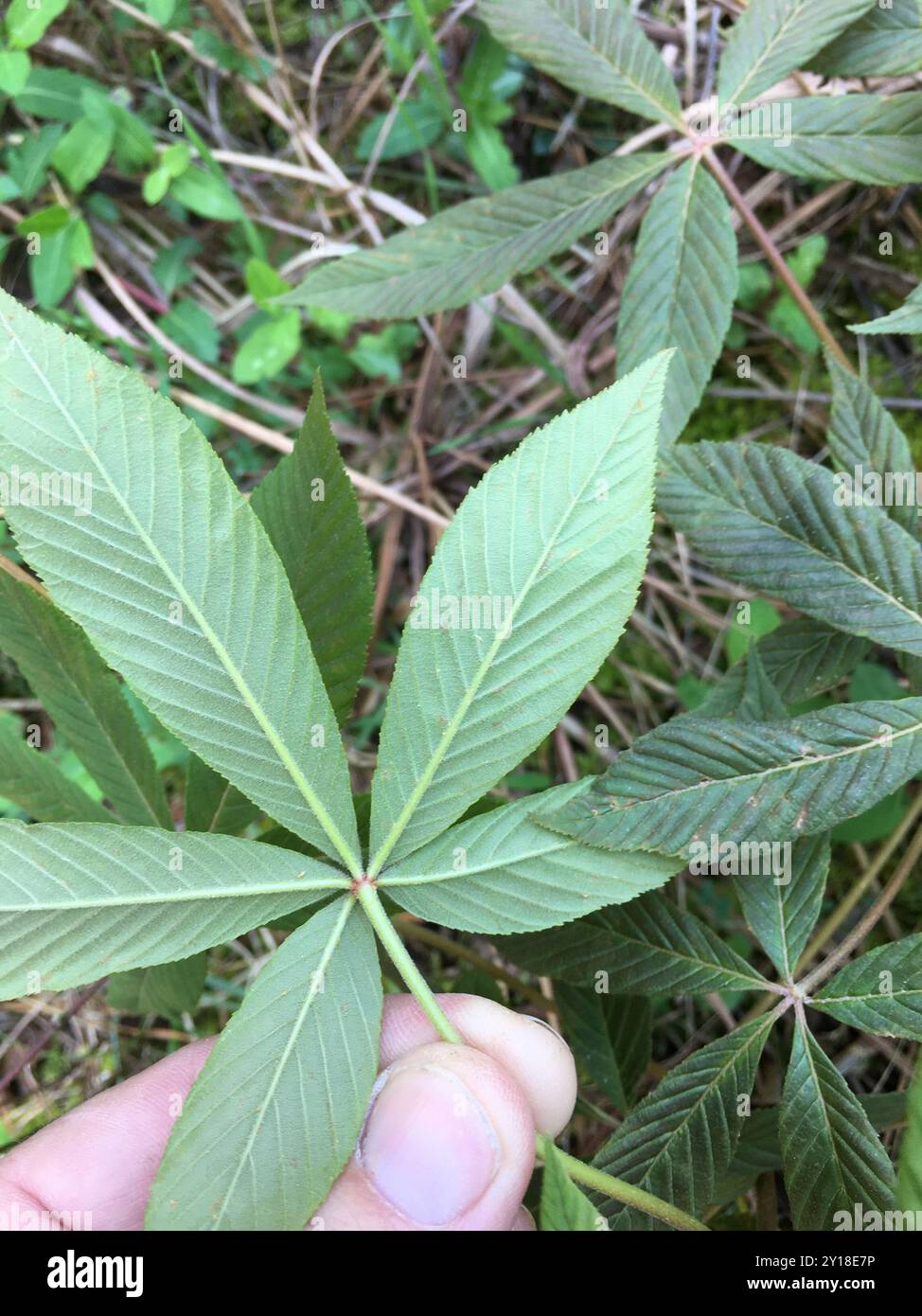 painted buckeye (Aesculus sylvatica) Plantae Stock Photo - Alamy