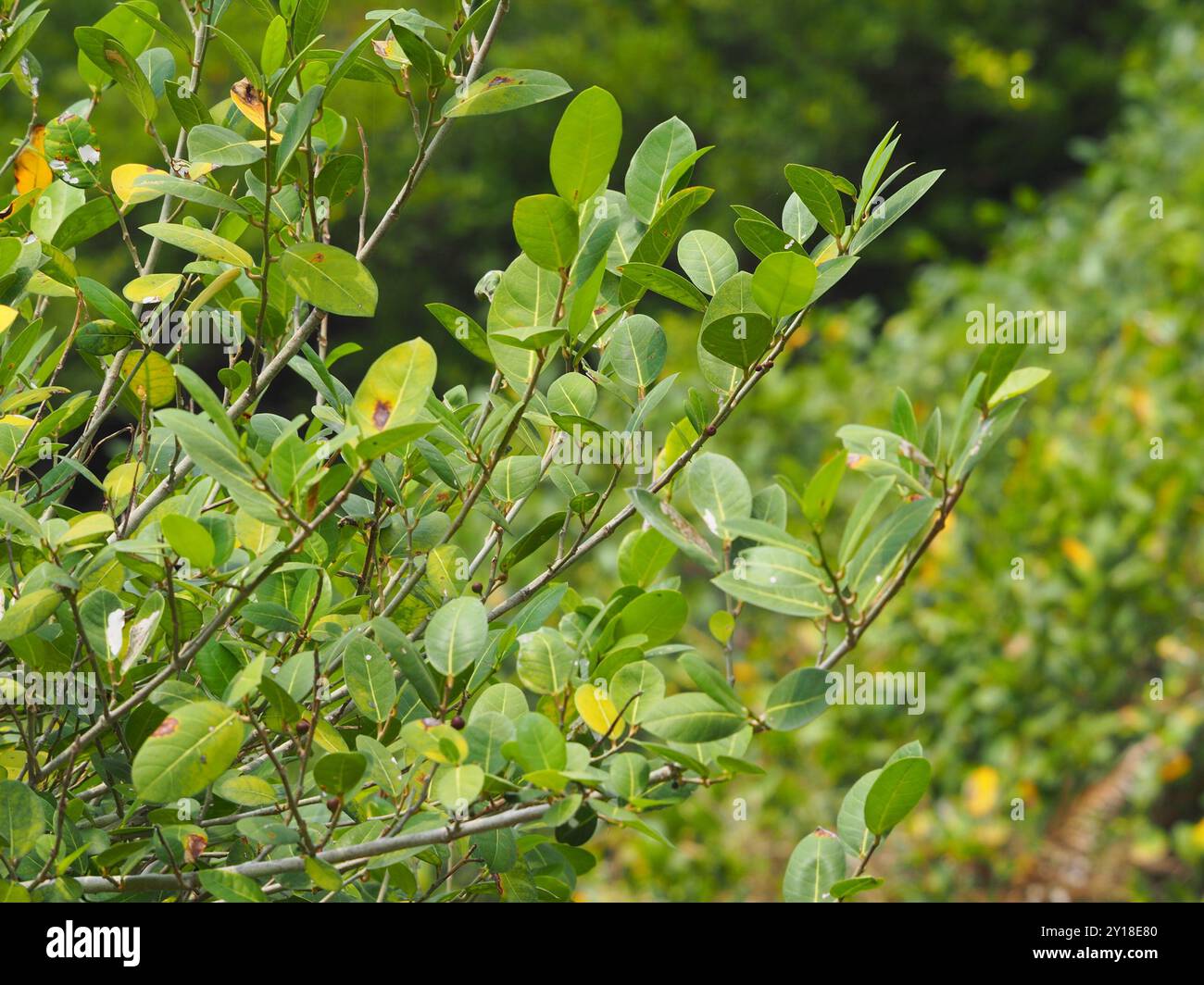 Dye fig (Ficus tinctoria) Plantae Stock Photo - Alamy