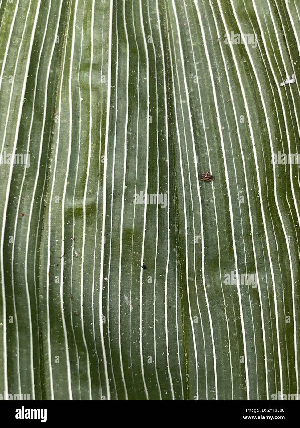 putty root (Aplectrum hyemale) Plantae Stock Photo - Alamy