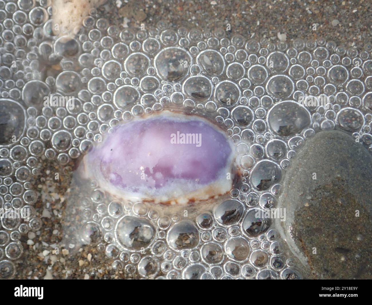 Snakehead Cowrie (Monetaria caputserpentis) Mollusca Stock Photo - Alamy