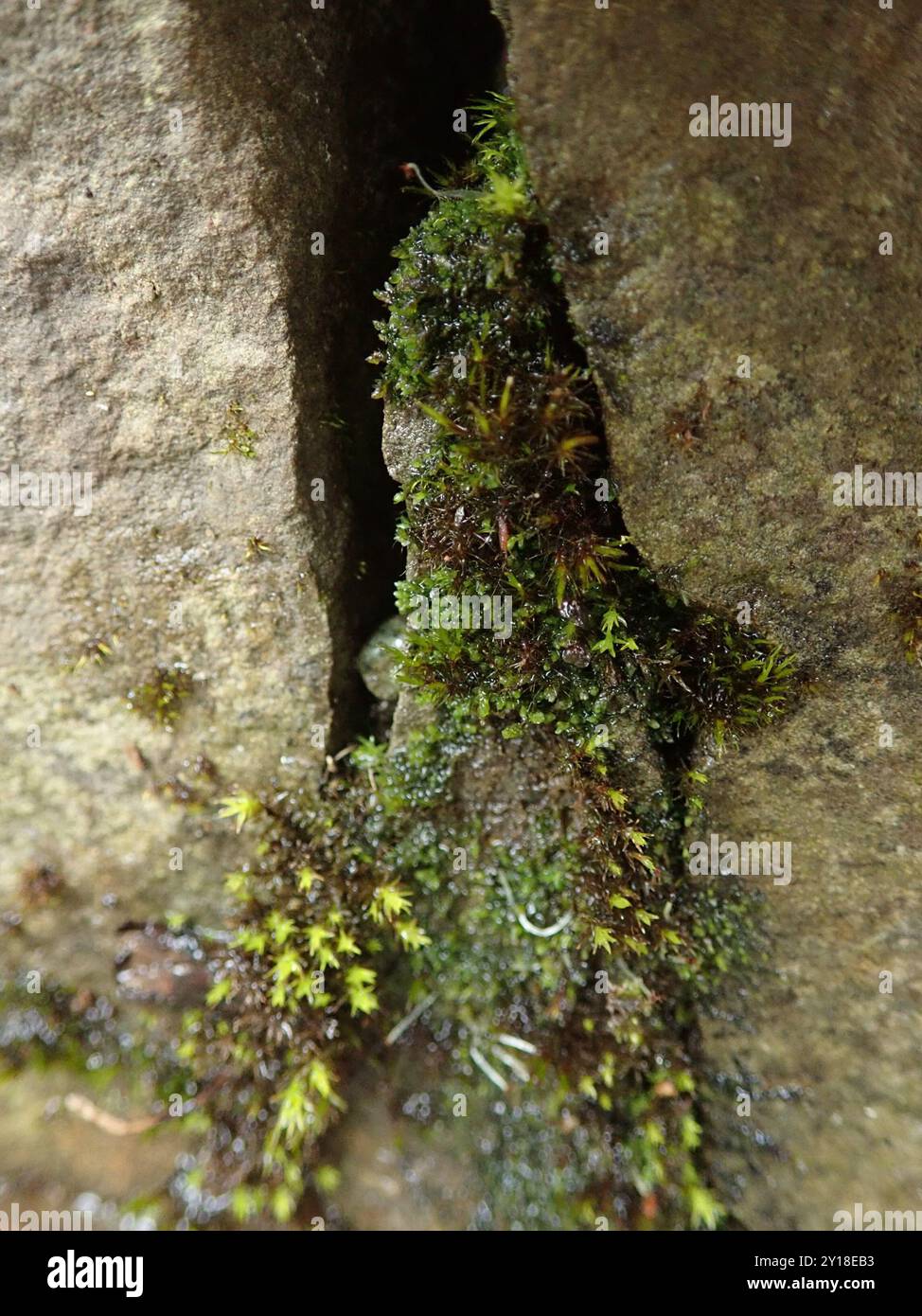 Dwarf Flapwort (Jungermannia pumila) Plantae Stock Photo - Alamy