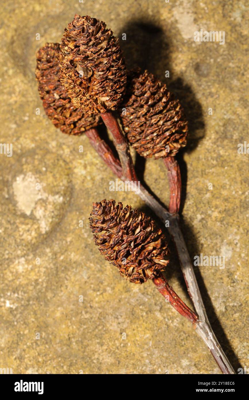 Italian alder (Alnus cordata) Plantae Stock Photo - Alamy