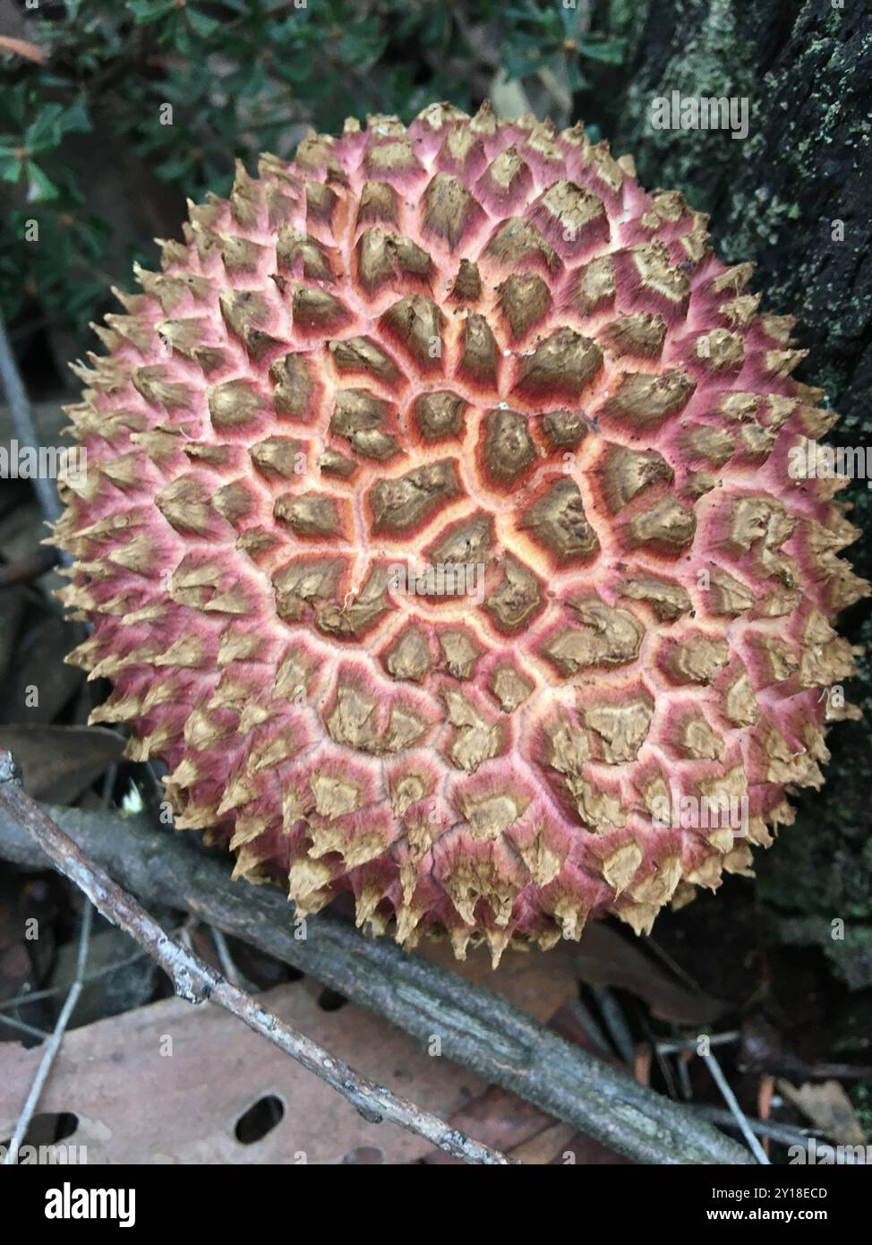 Boletellus emodensis hi-res stock photography and images - Alamy
