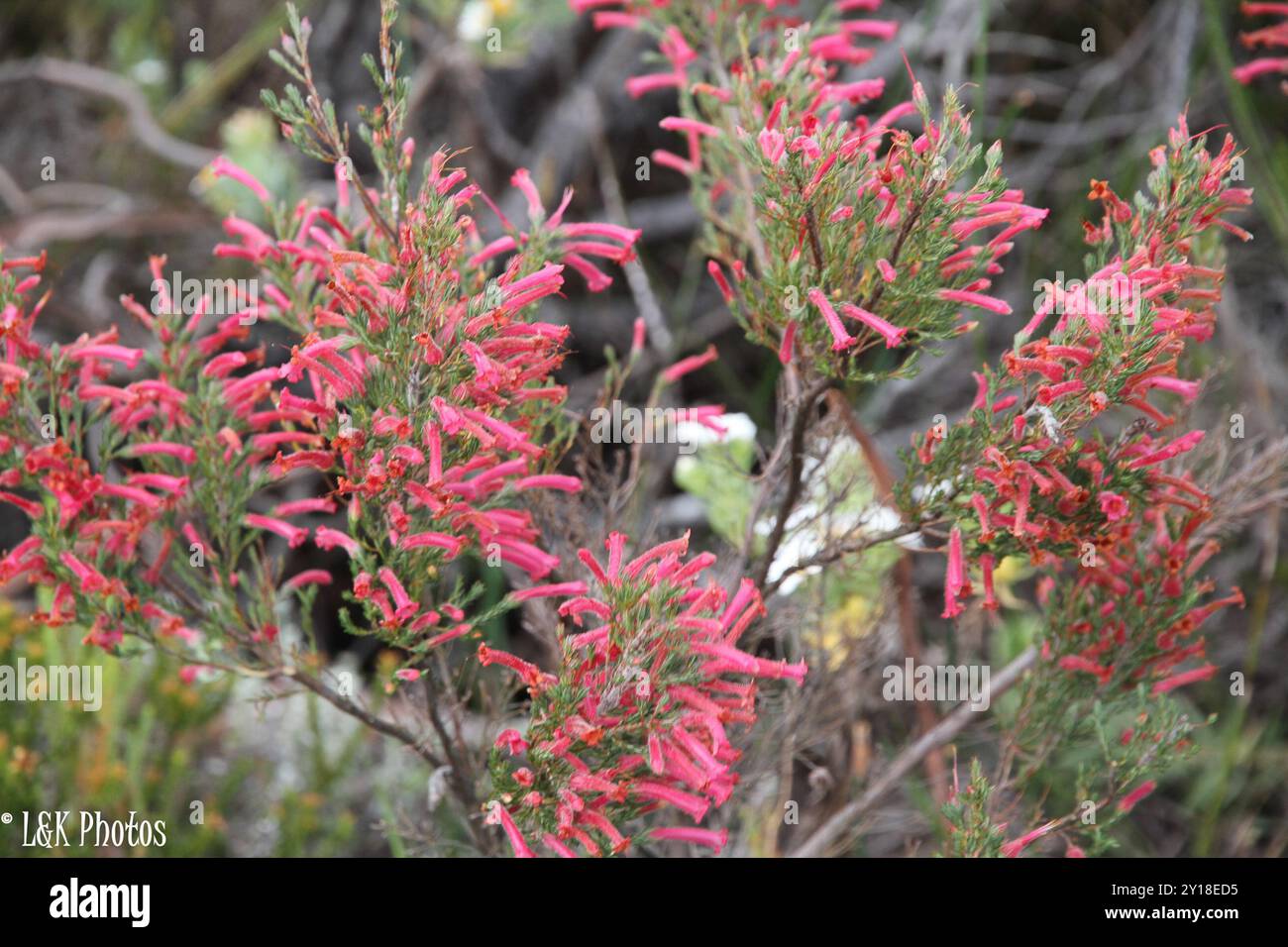 Water Heath (Erica curviflora) Plantae Stock Photo - Alamy