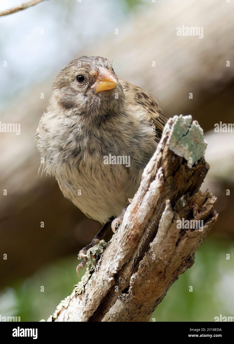 Small ground finch, Géospize fuligineux, Geospiza fuliginosa, kis ...