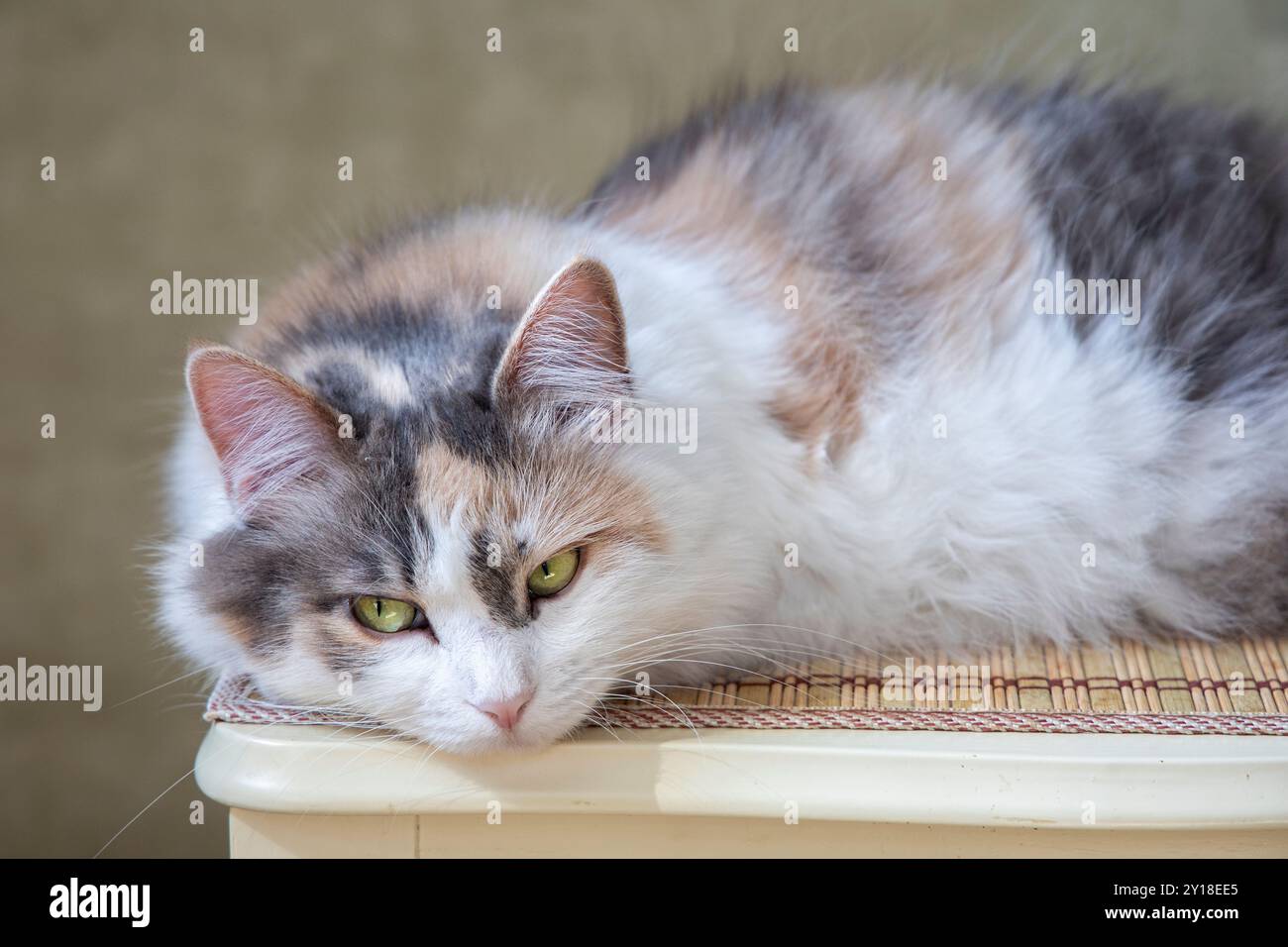 Tricolor kitty hi-res stock photography and images - Alamy