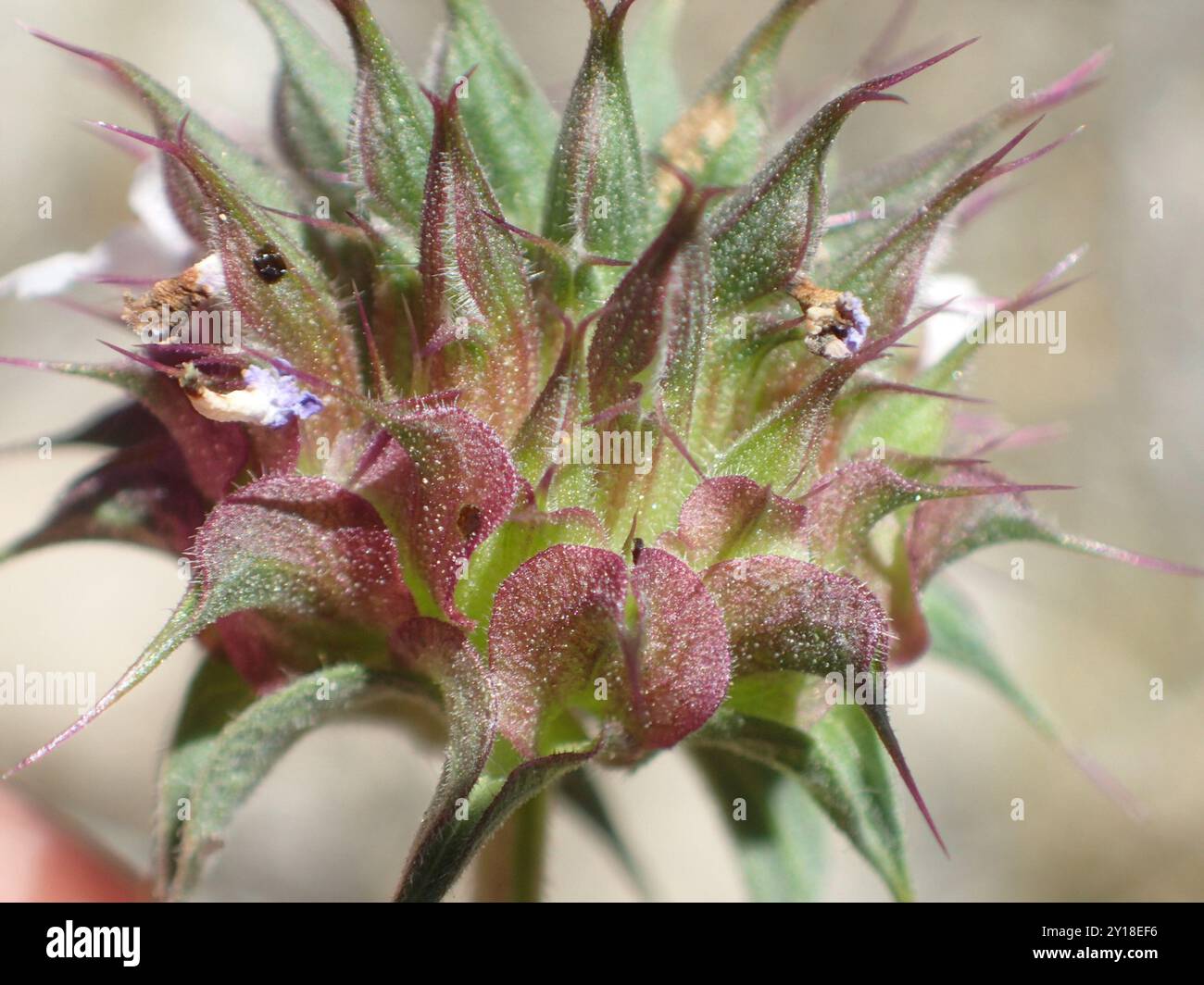 Chia (Salvia columbariae) Plantae Stock Photo - Alamy