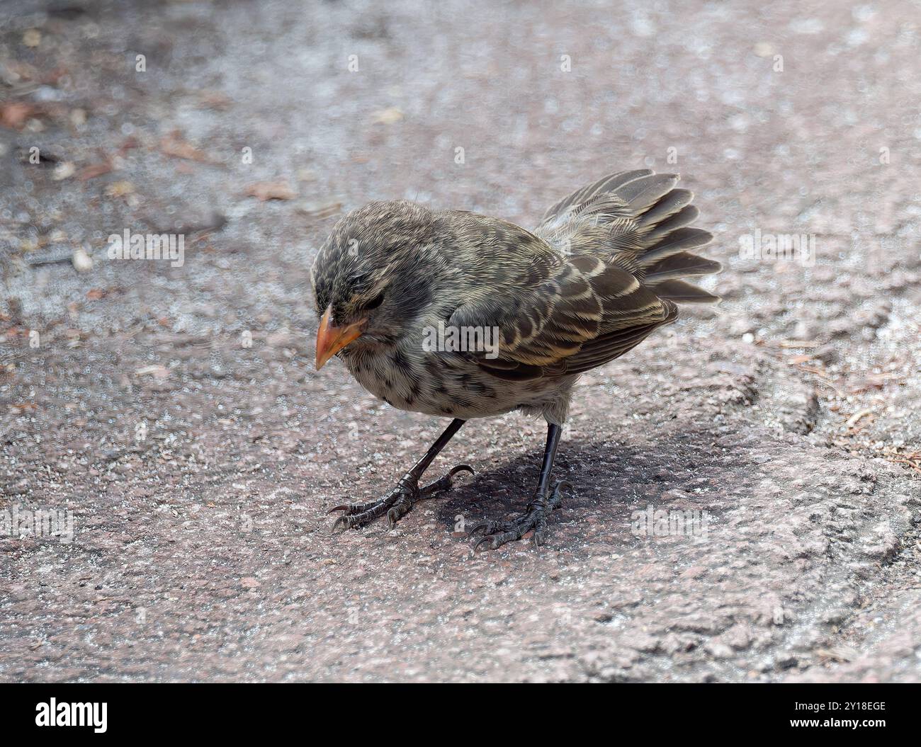 Small ground finch, Géospize fuligineux, Geospiza fuliginosa, kis ...