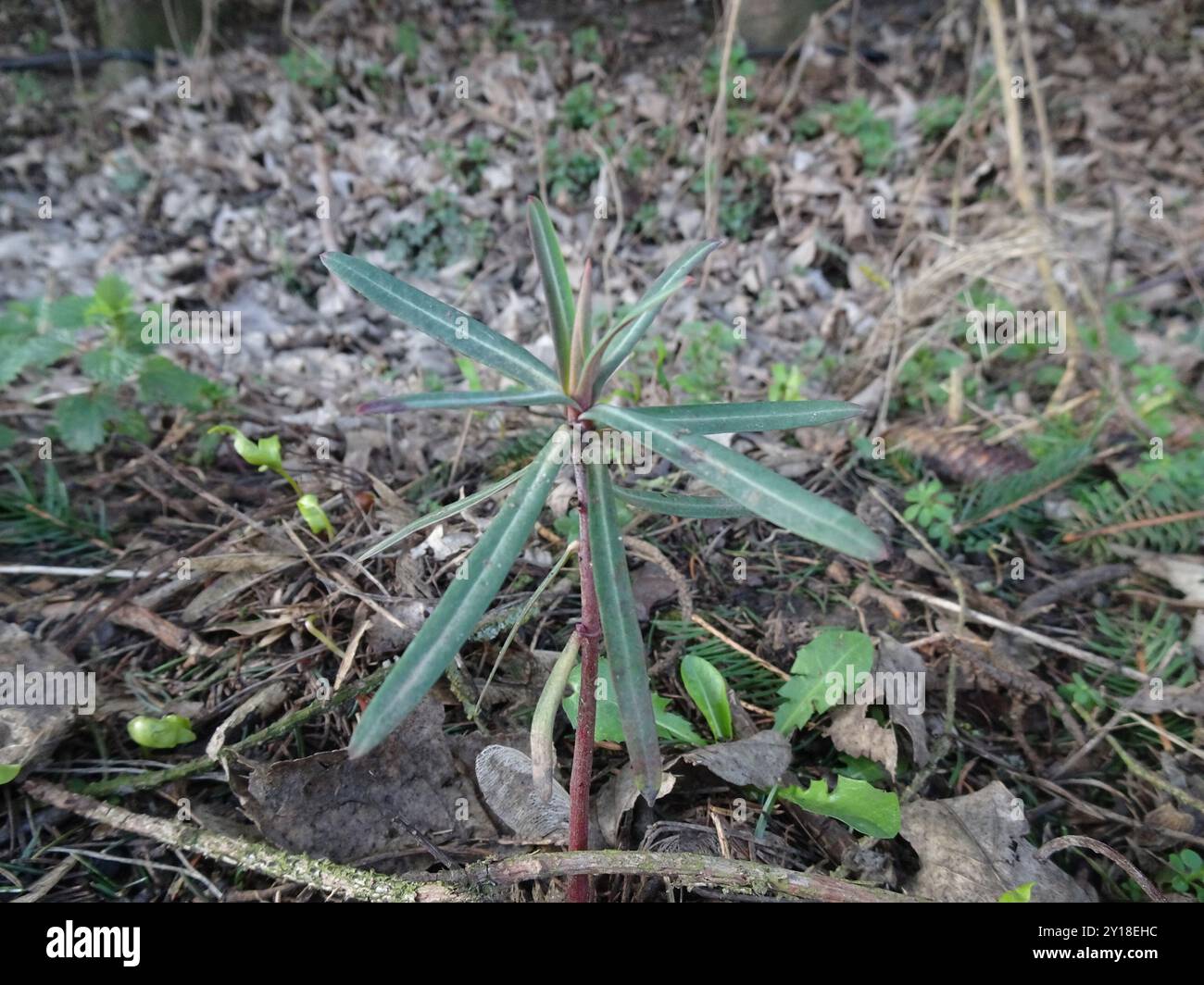 caper spurge (Euphorbia lathyris) Plantae Stock Photo - Alamy