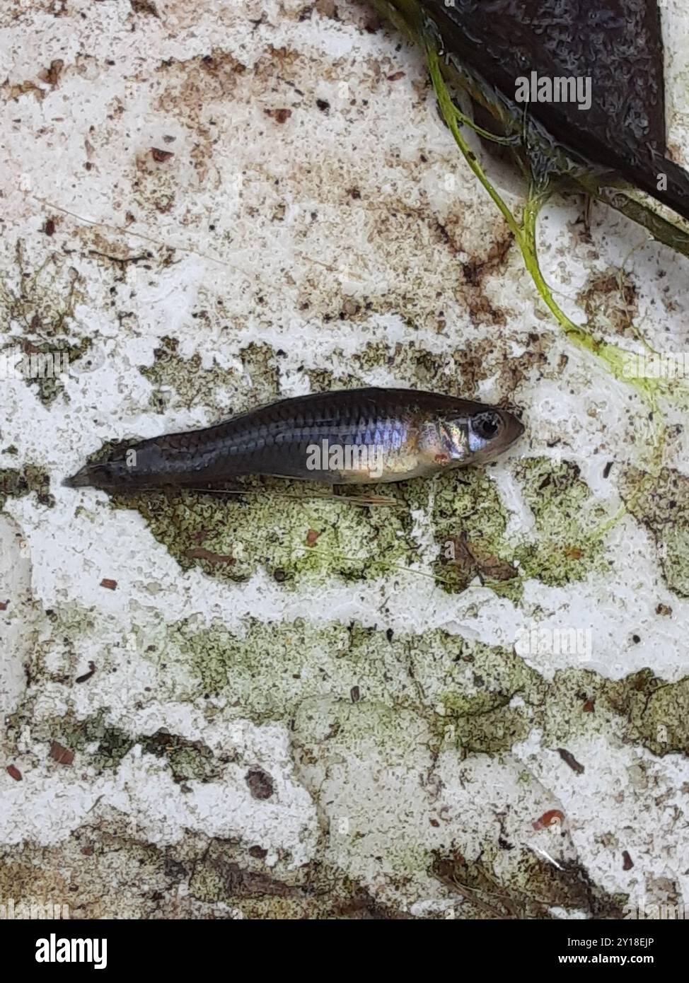Eastern Mosquitofish (Gambusia holbrooki) Actinopterygii Stock Photo ...
