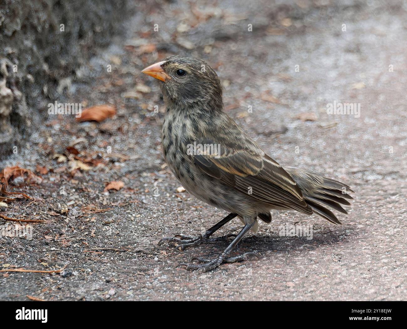 Small ground finch, Géospize fuligineux, Geospiza fuliginosa, kis ...