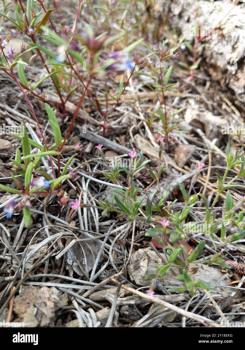 slender phlox (Microsteris gracilis) Plantae Stock Photo - Alamy