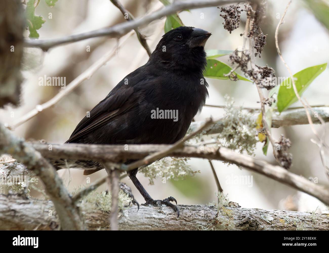 Small ground finch, Géospize fuligineux, Geospiza fuliginosa, kis ...