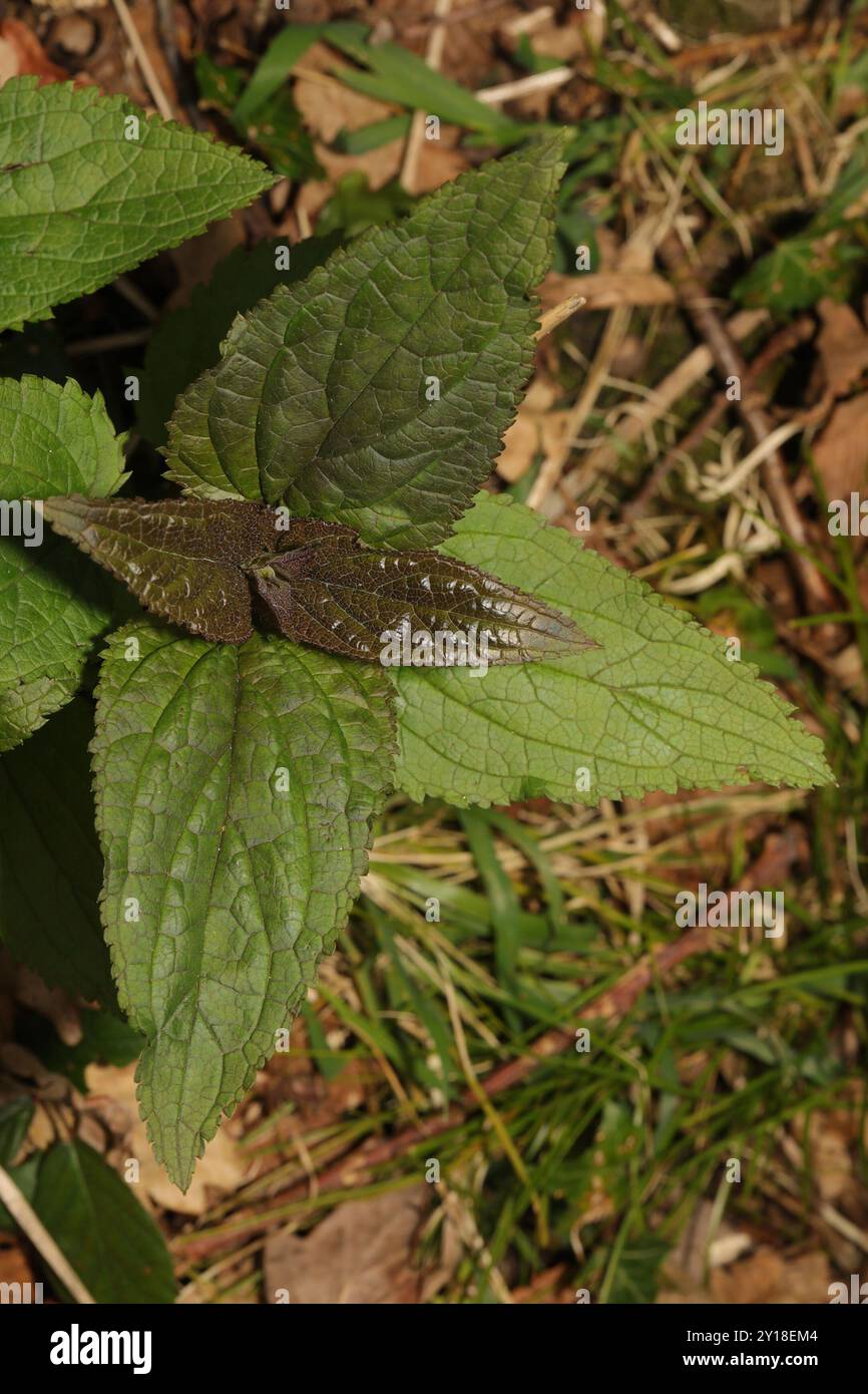 Common Figwort (Scrophularia nodosa) Plantae Stock Photo - Alamy