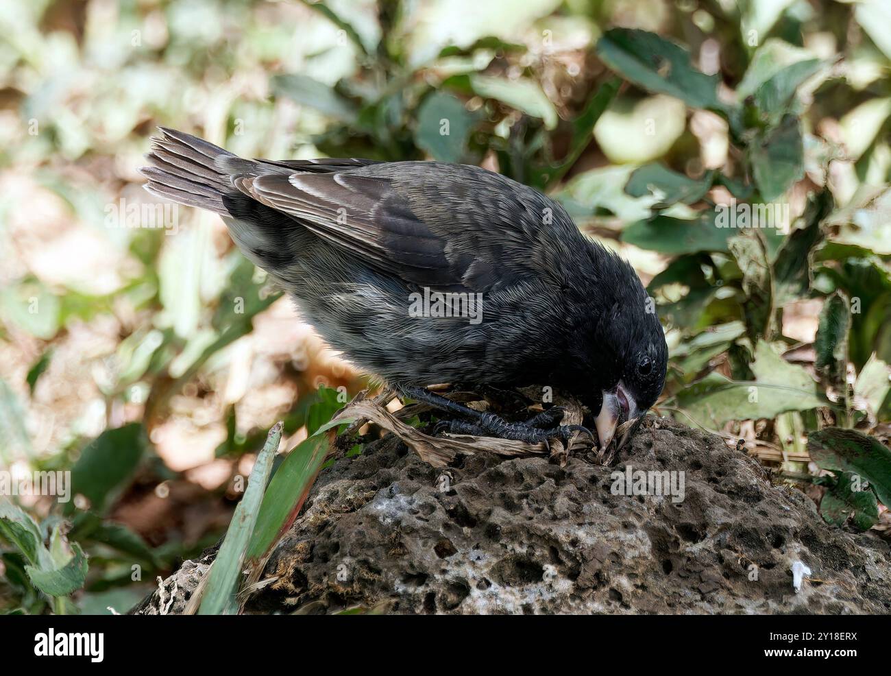 Small ground finch, Géospize fuligineux, Geospiza fuliginosa, kis ...
