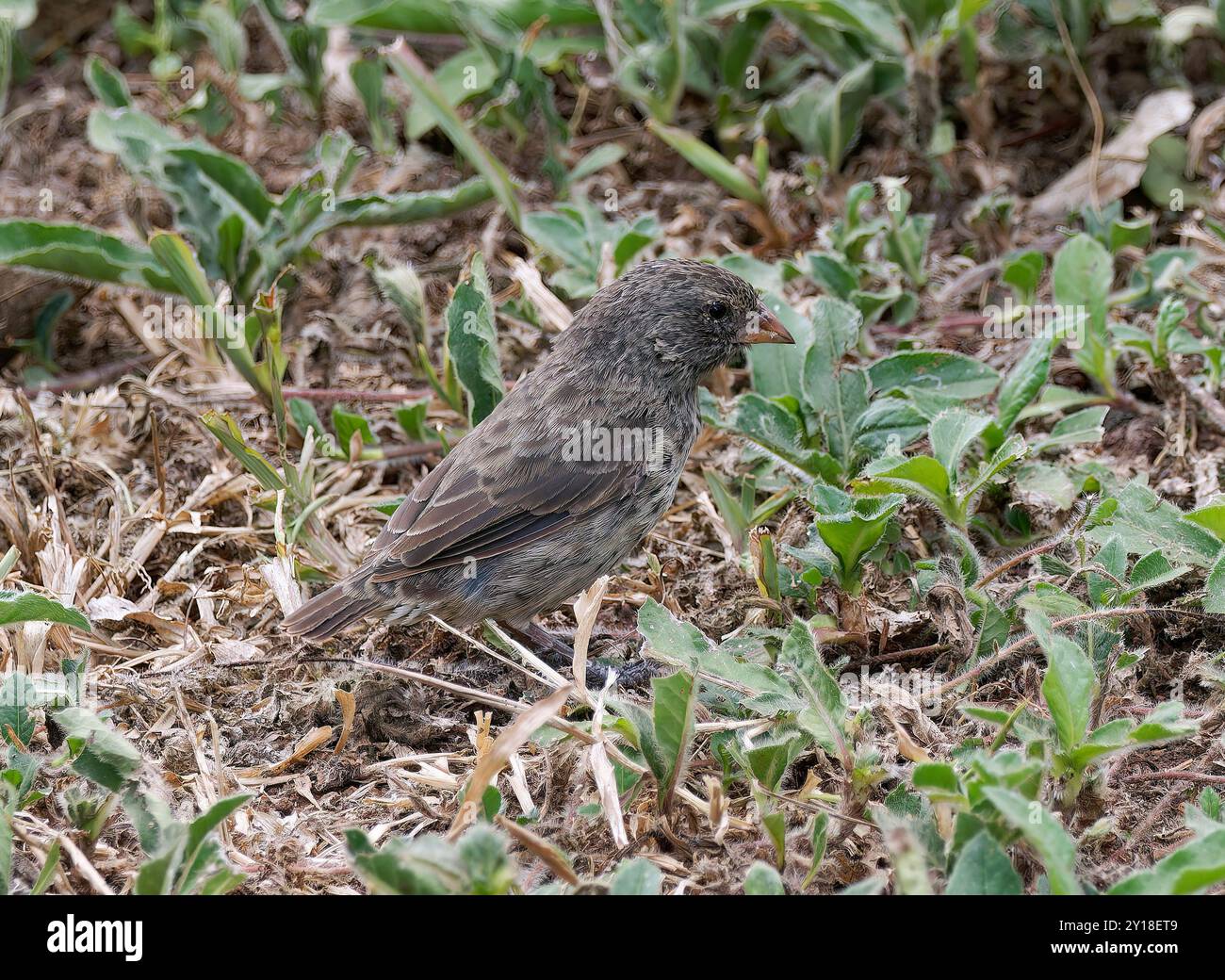 Small ground finch, Géospize fuligineux, Geospiza fuliginosa, kis ...