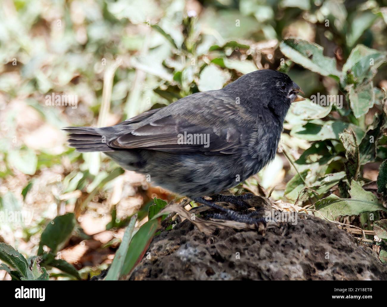 Small ground finch, Géospize fuligineux, Geospiza fuliginosa, kis ...