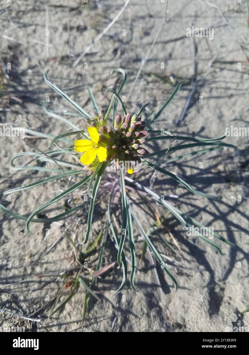 Prairie-rocket Wallflower (Erysimum asperum) Plantae Stock Photo - Alamy
