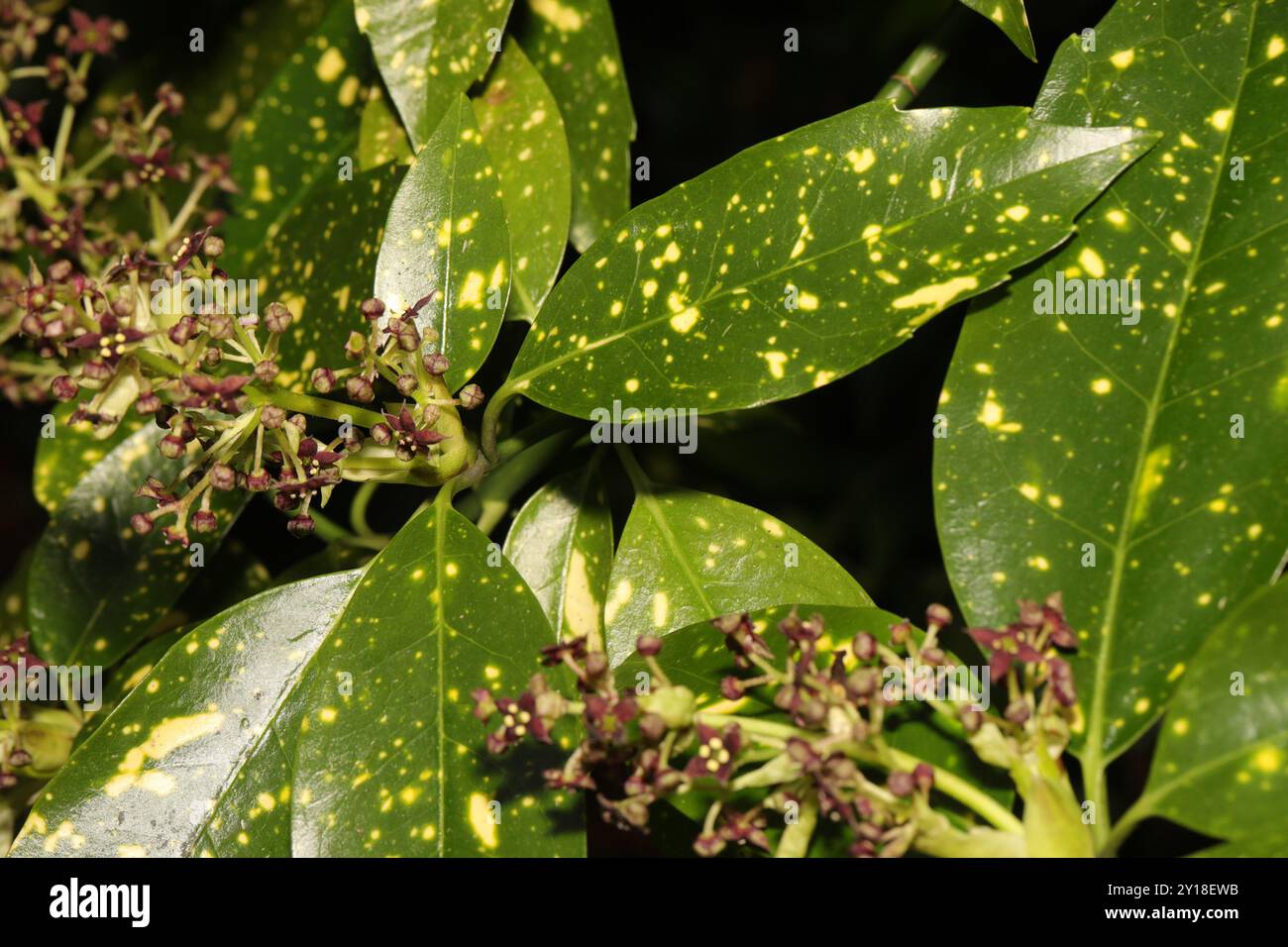 Japanese aucuba (Aucuba japonica) Plantae Stock Photo - Alamy