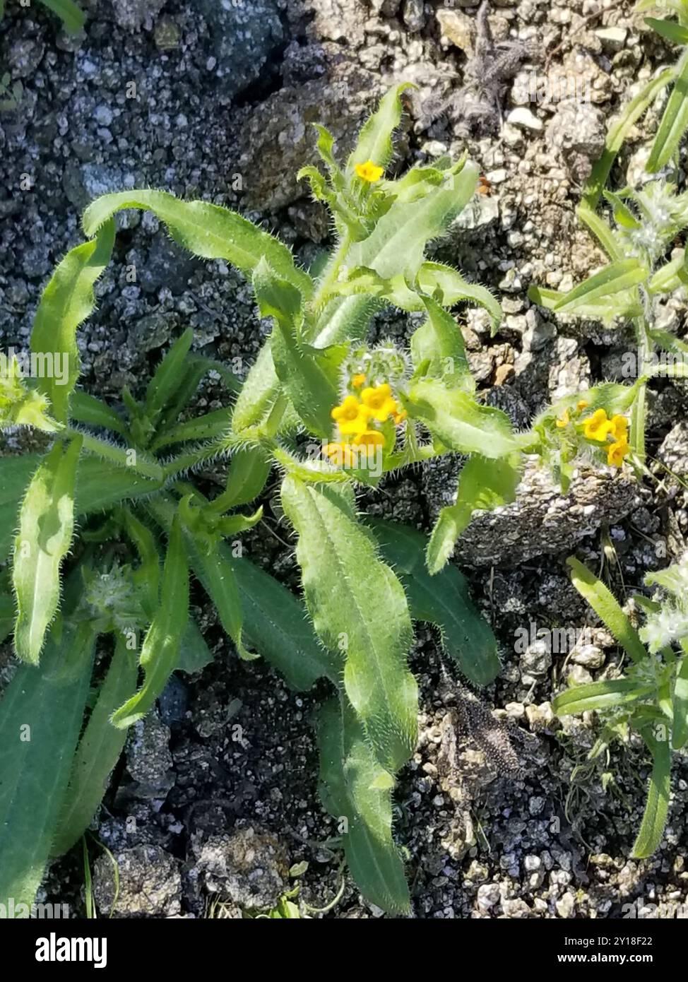 Common Fiddleneck (Amsinckia menziesii) Plantae Stock Photo - Alamy