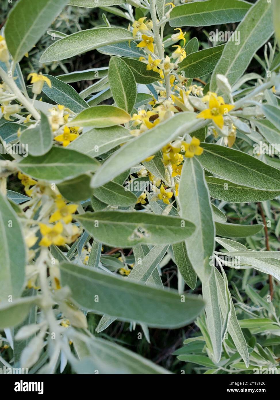 Russian olive (Elaeagnus angustifolia) Plantae Stock Photo - Alamy