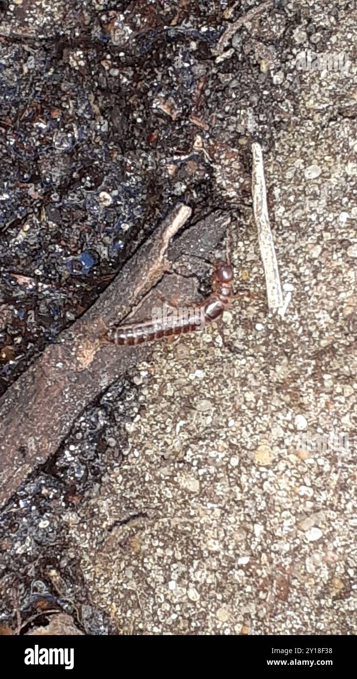 Webspinners (Embioptera) Insecta Stock Photo - Alamy