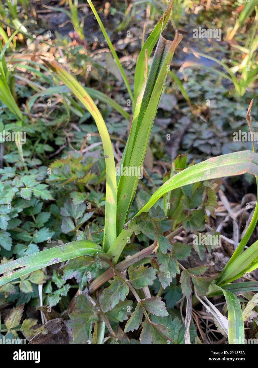 Panicled Bulrush (Scirpus microcarpus) Plantae Stock Photo - Alamy