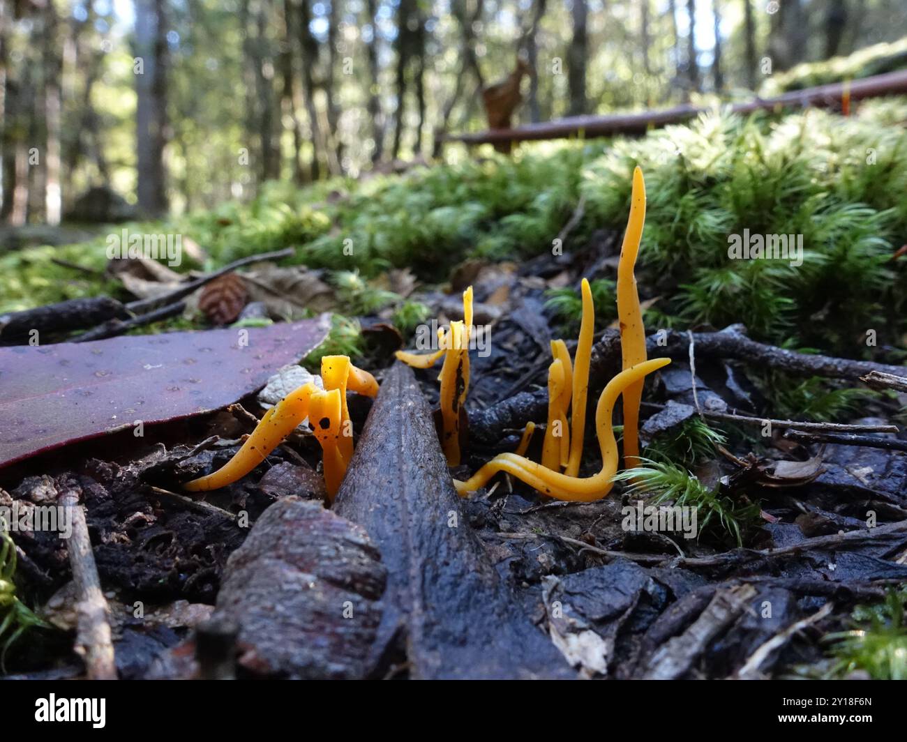 (Clavulinopsis amoena) Fungi Stock Photo - Alamy
