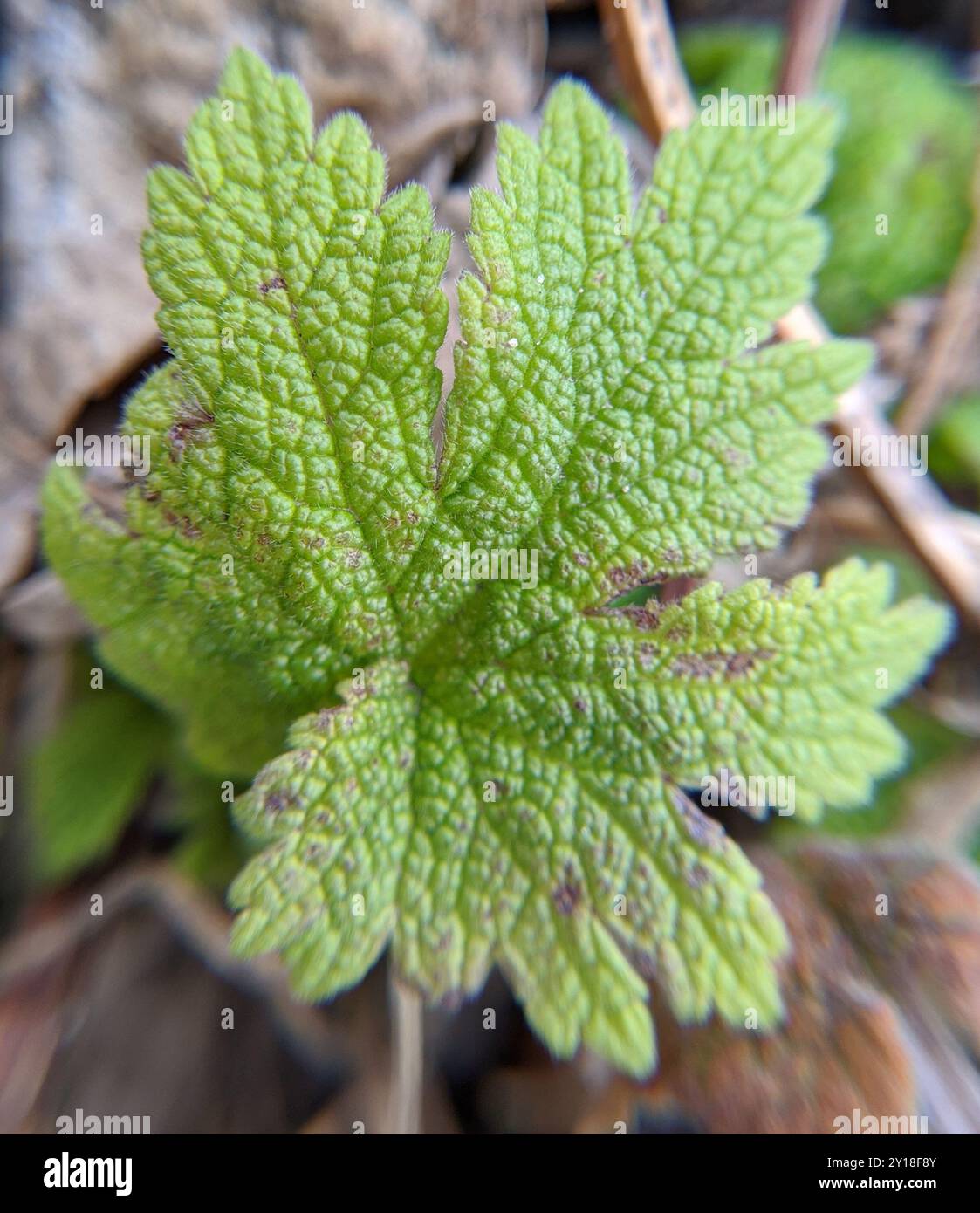 common motherwort (Leonurus cardiaca) Plantae Stock Photo - Alamy