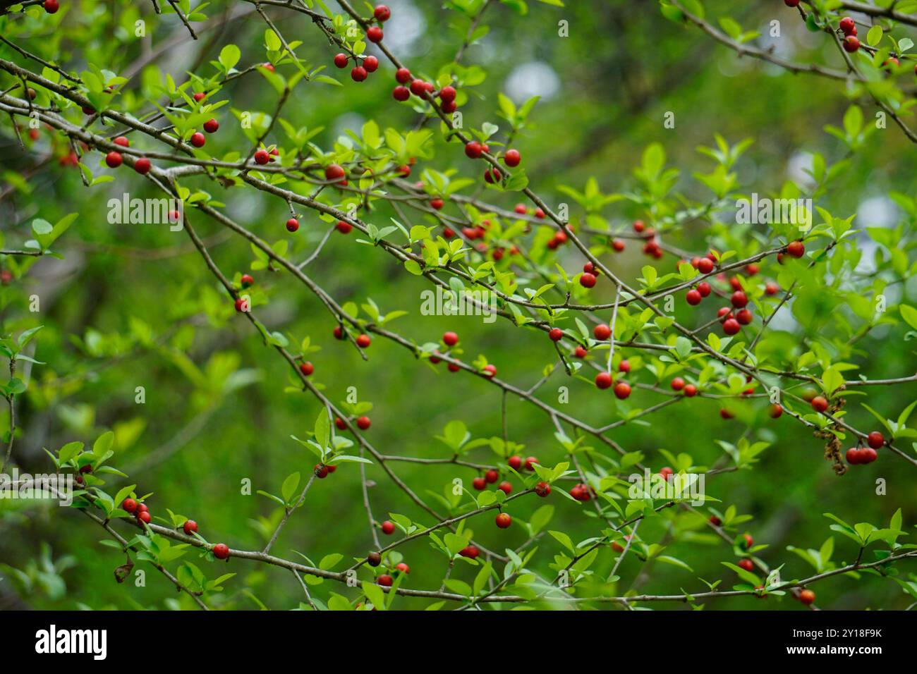 possumhaw (Ilex decidua) Plantae Stock Photo - Alamy