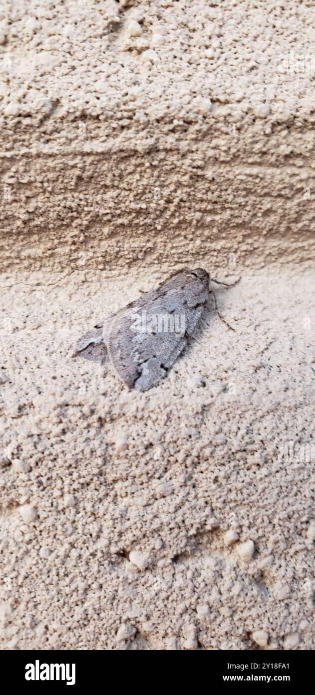 Spring Cankerworm Moth (Paleacrita vernata) Insecta Stock Photo - Alamy