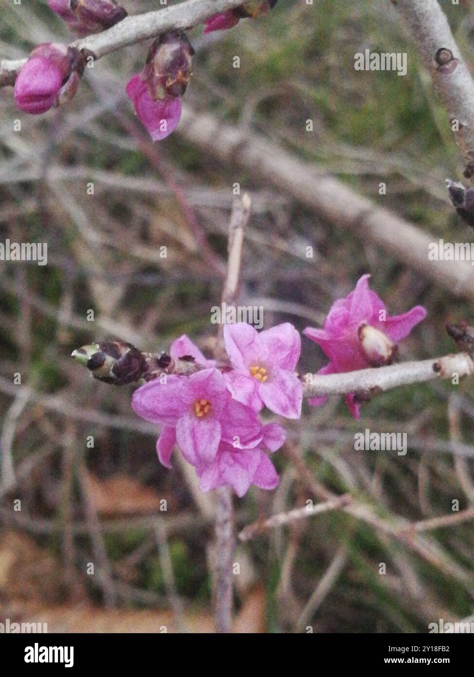 Mezereon (Daphne mezereum) Plantae Stock Photo - Alamy