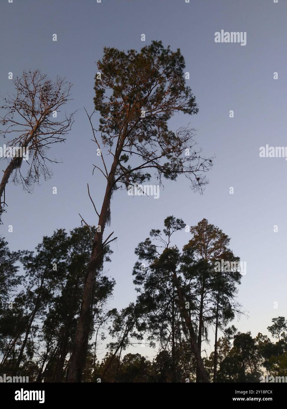 sand pine (Pinus clausa) Plantae Stock Photo - Alamy