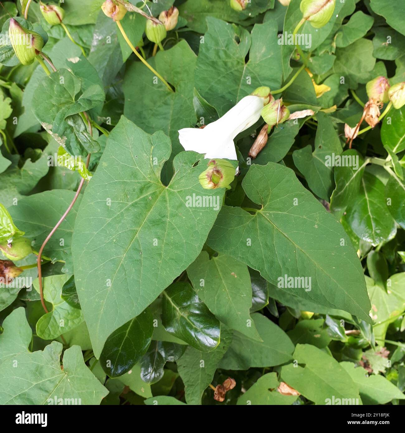 large bindweed (Calystegia silvatica) Plantae Stock Photo - Alamy
