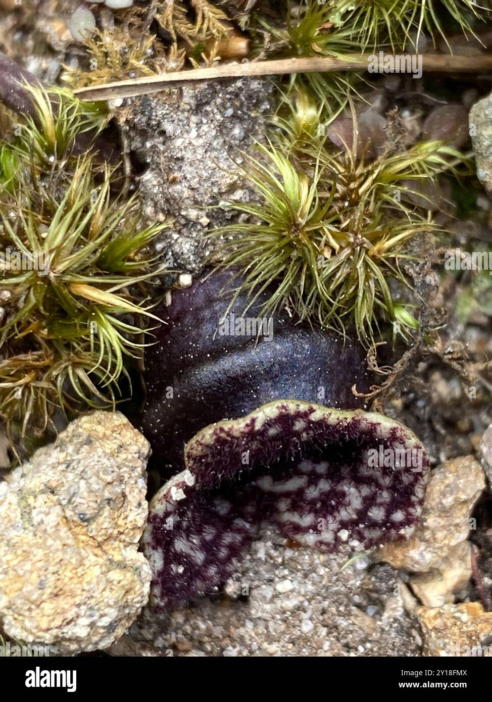 little heartleaf (Asarum minus) Plantae Stock Photo - Alamy