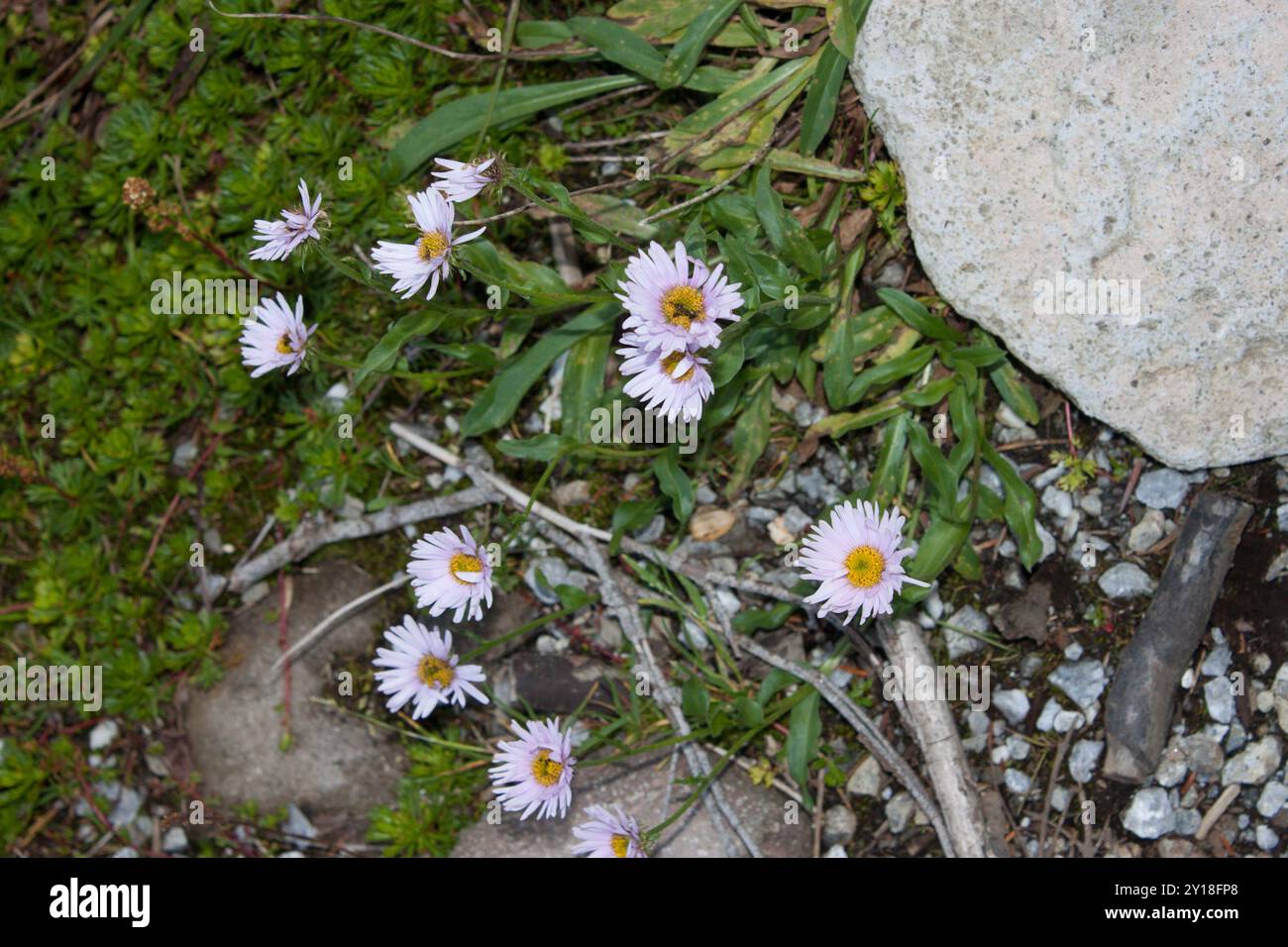 Subalpine Fleabane (Erigeron glacialis) Plantae Stock Photo - Alamy