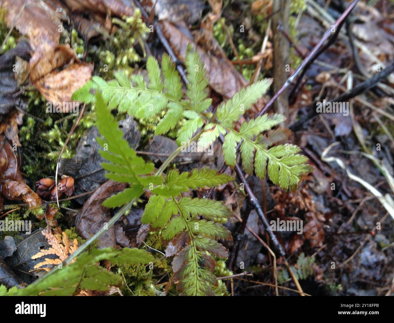 spinulose wood fern (Dryopteris carthusiana) Plantae Stock Photo - Alamy