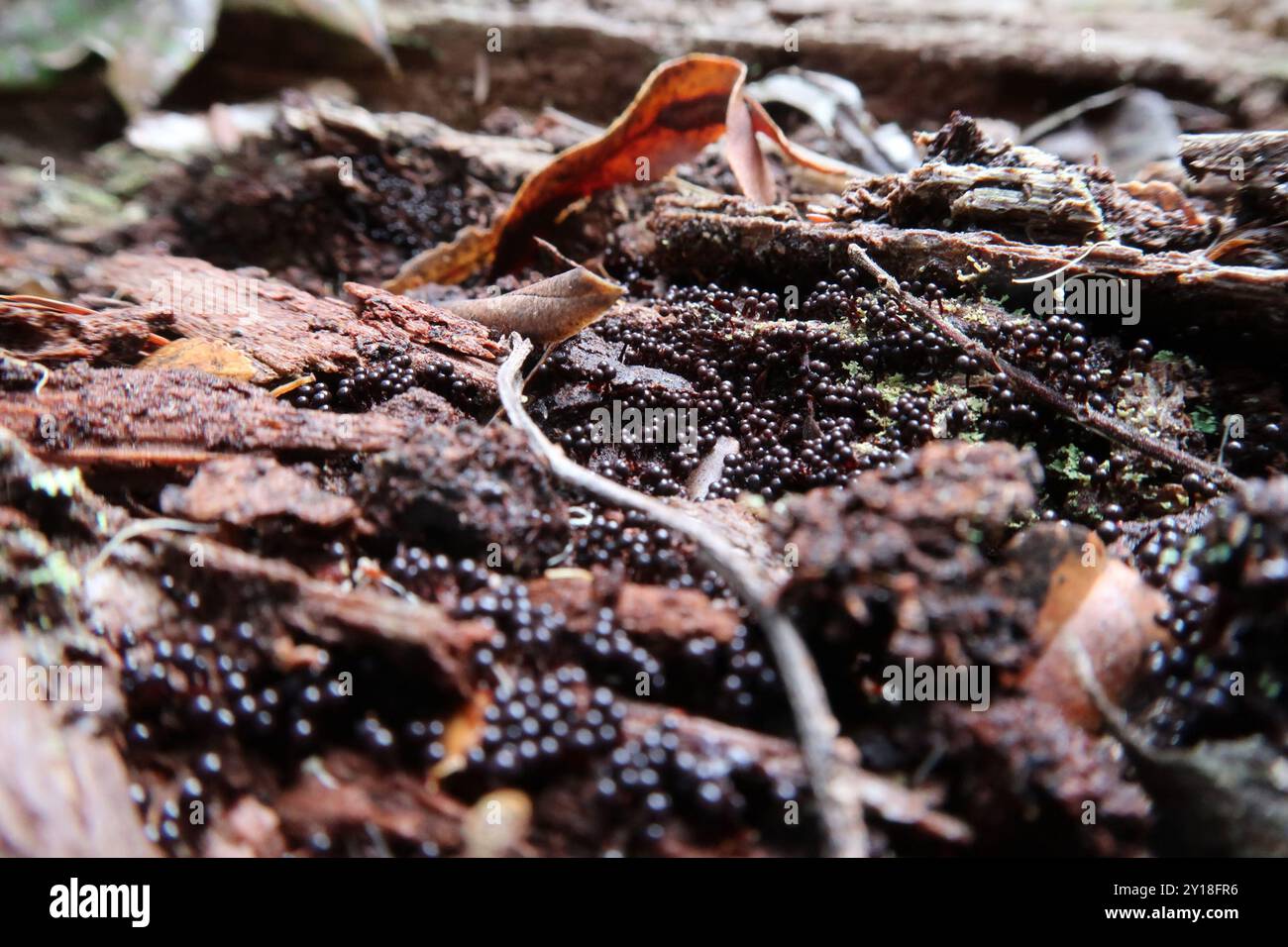 true slime molds (Myxomycetes) Protozoa Stock Photo - Alamy