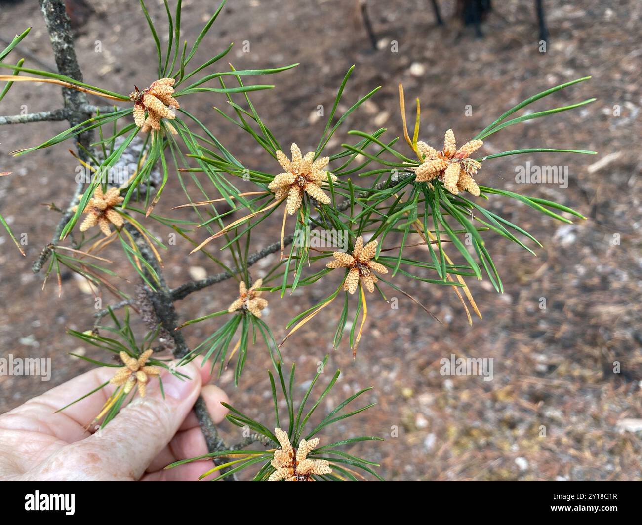 Virginia pine (Pinus virginiana) Plantae Stock Photo - Alamy
