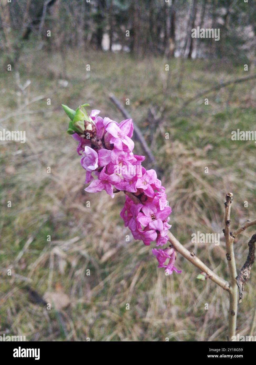 Mezereon (Daphne mezereum) Plantae Stock Photo - Alamy