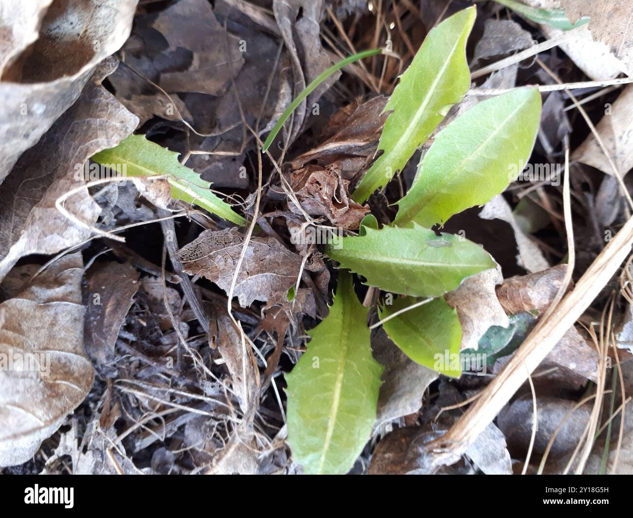 Lettuce, Chicory, Dandelion and Salsify Tribe (Cichorieae) Plantae Stock Photo - Alamy