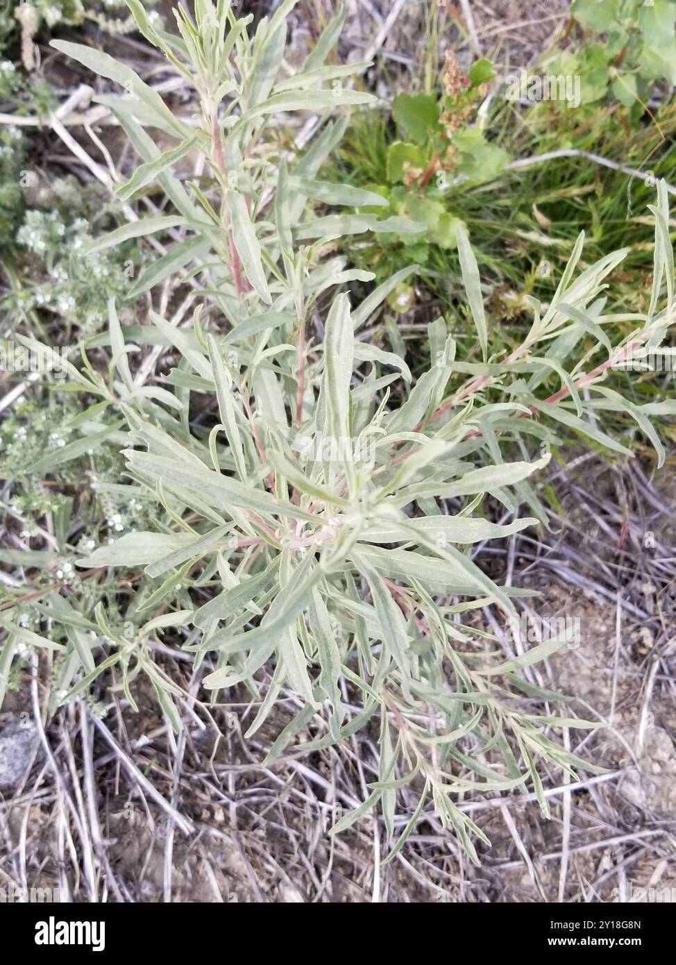 Fourwing Saltbush (Atriplex canescens) Plantae Stock Photo - Alamy