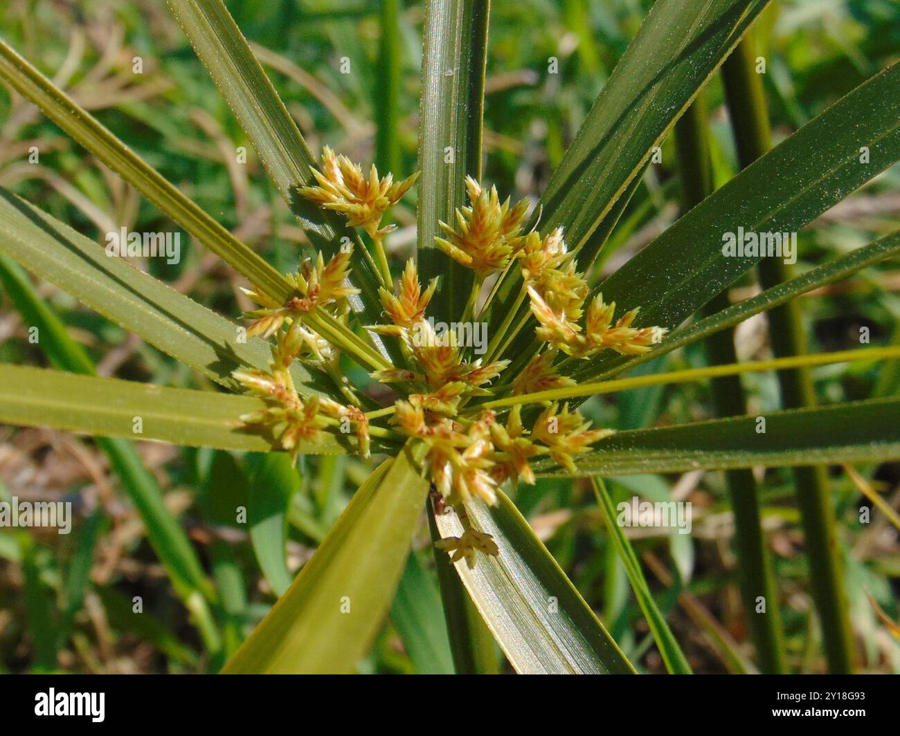 Umbrella Papyrus (Cyperus alternifolius) Plantae Stock Photo - Alamy