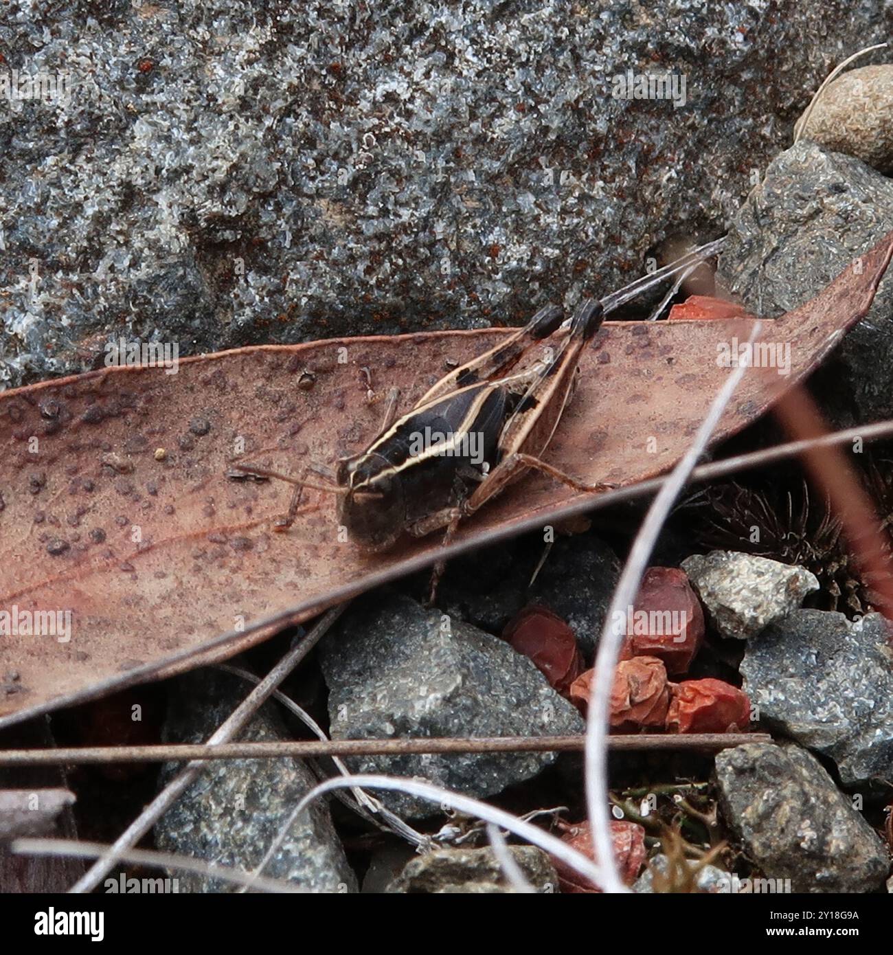 Wingless Grasshopper (Phaulacridium vittatum) Insecta Stock Photo - Alamy