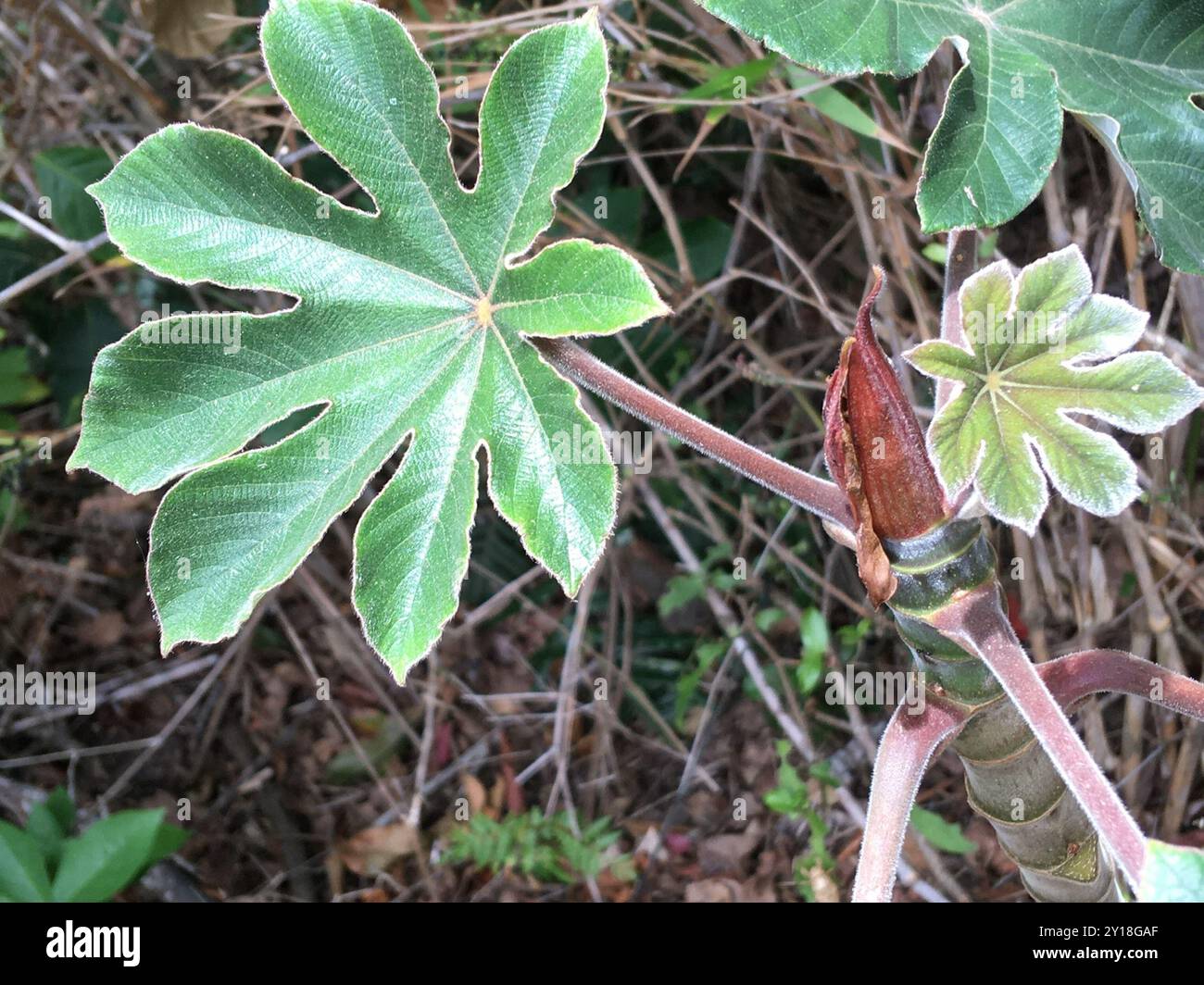 trumpet tree (Cecropia peltata) Plantae Stock Photo - Alamy