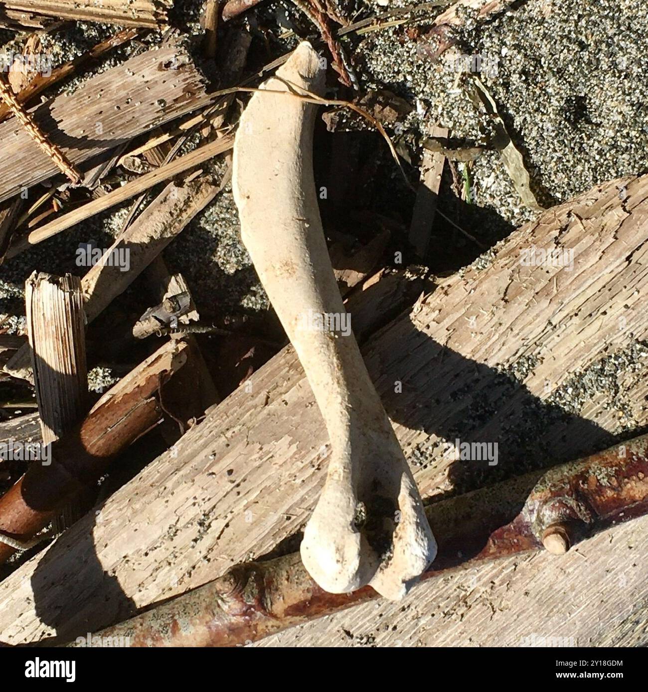 Mammals (Mammalia) Mammalia Stock Photo - Alamy