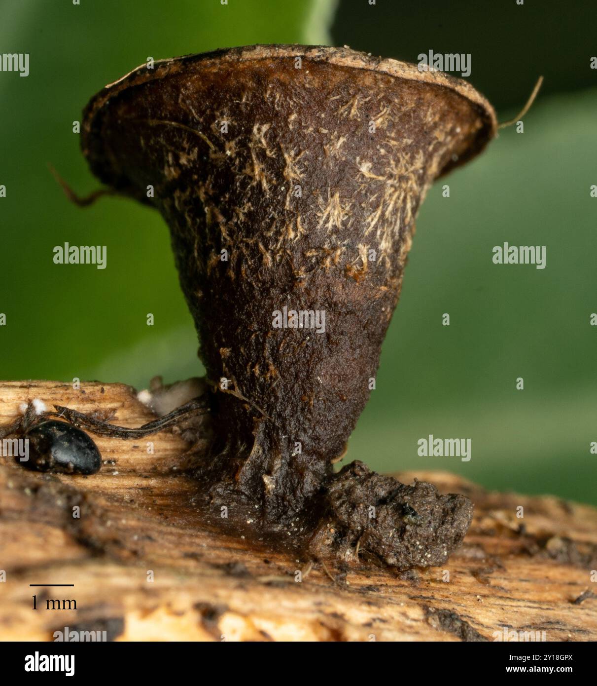 bird's nest fungi (Nidulariaceae) Fungi Stock Photo - Alamy
