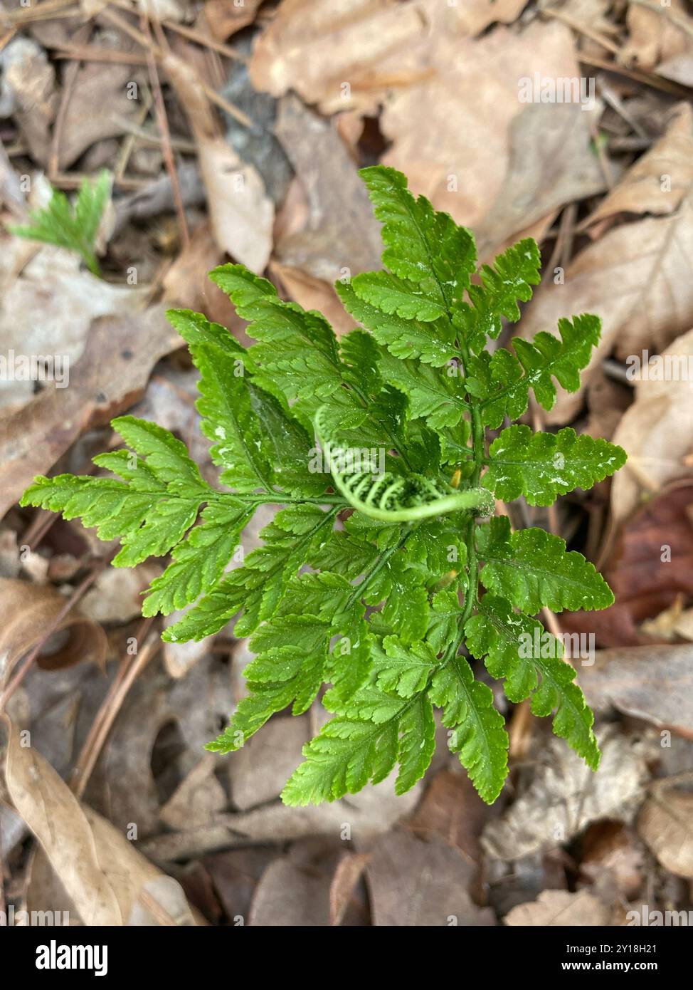 rattlesnake fern (Botrypus virginianus) Plantae Stock Photo - Alamy